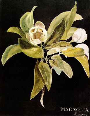 Magnoliaceae - Talauma | Enciclopédia Itaú Cultural